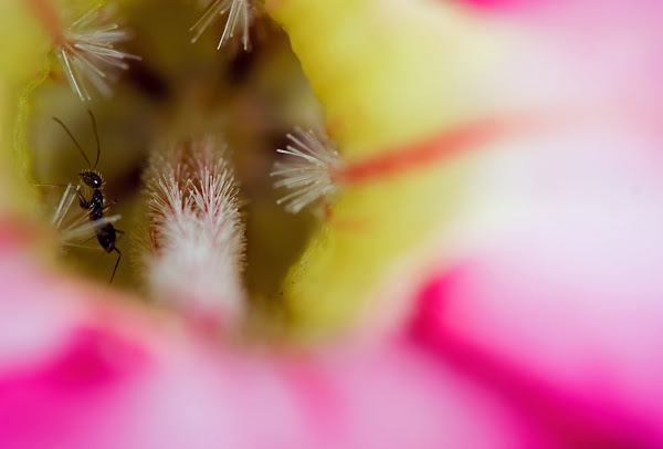 Ant in a flower | Project Noah