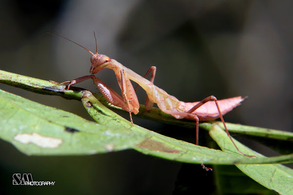 Photina mantis (young male) | Project Noah