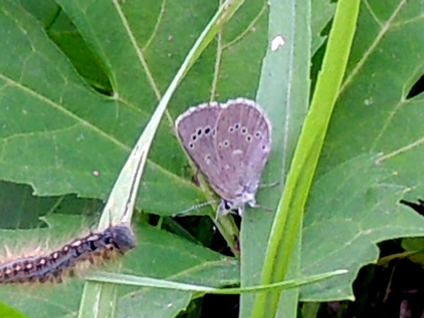 Greenish blue butterfly | Project Noah