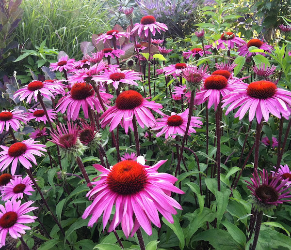 Echinacea "Merlot" | Project Noah