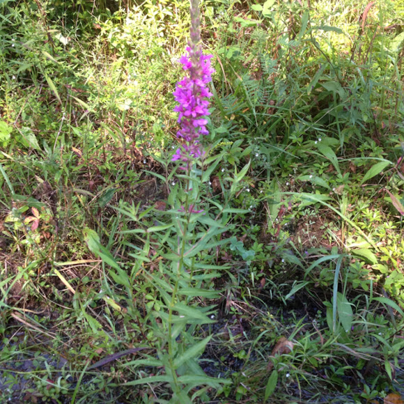 Purple loosestrife | Project Noah