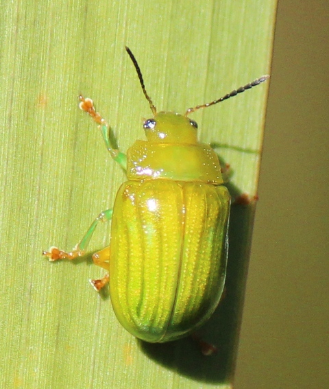 Green Strip Leaf Beetle | Project Noah