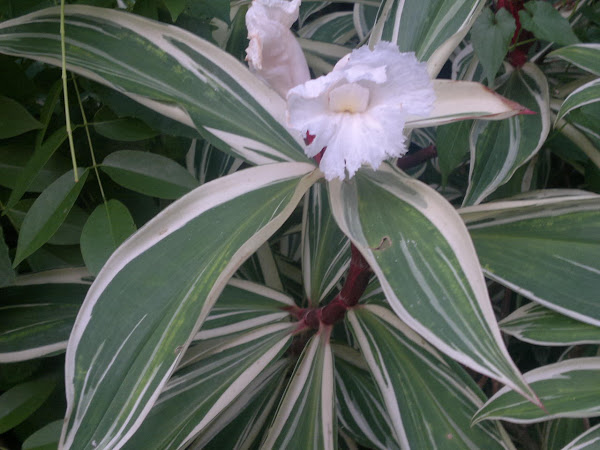 Variegated Spiral Ginger | Project Noah