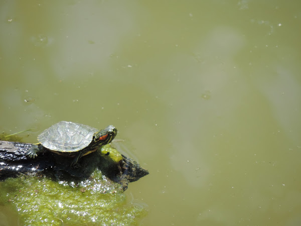 Red-eared Slider Turtle | Project Noah