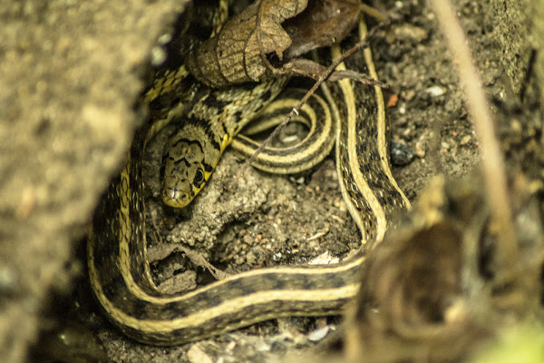 Buff striped keelback | Project Noah