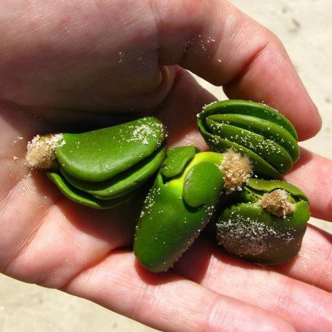 Mangrove seeds | Project Noah