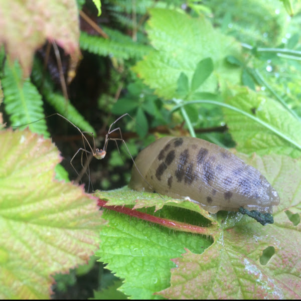 Spider and slug | Project Noah