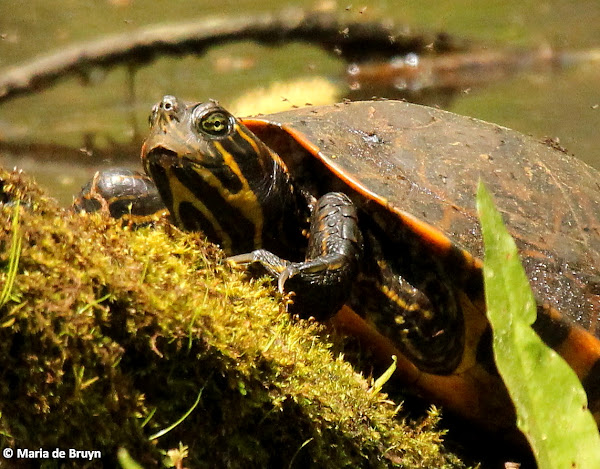 Eastern painted turtle | Project Noah