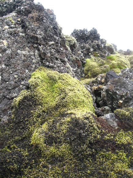 Woolly Fringe-moss | Project Noah