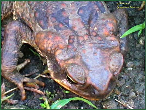 Cane Toad (Juvenile) | Project Noah