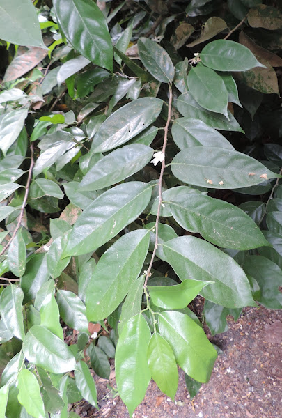 Camwood | Project Noah