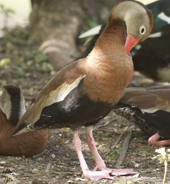 Pijije Comun o Piche | Project Noah