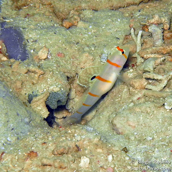 Randall's Prawn-goby | Project Noah