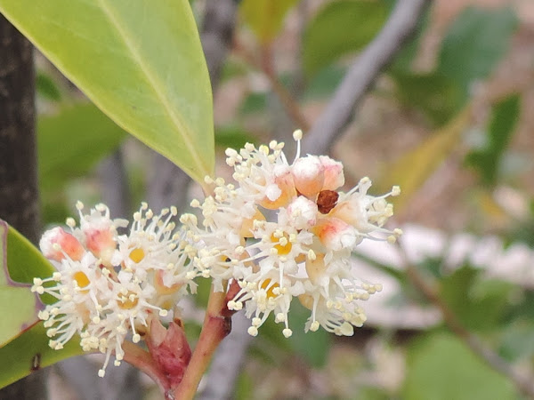 Cherry Laurel | Project Noah