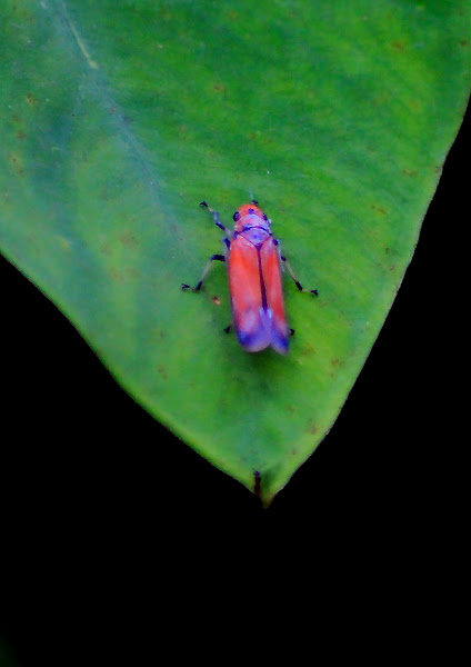 Bright Orange-Pink Leafhopper | Project Noah