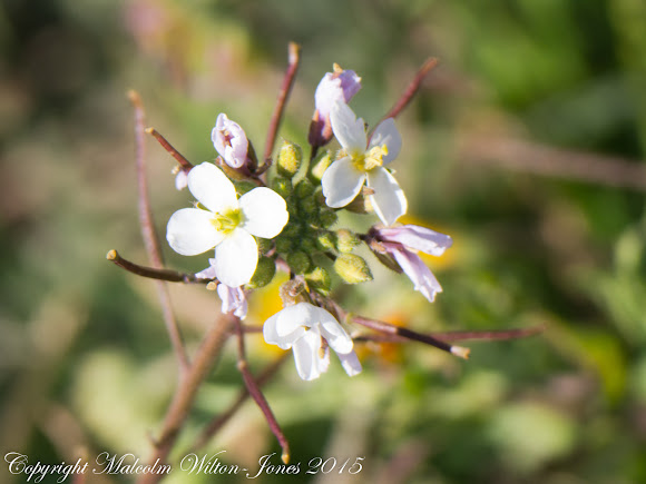 Mouse-ear Cress | Project Noah