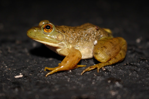 american bullfrog | Project Noah