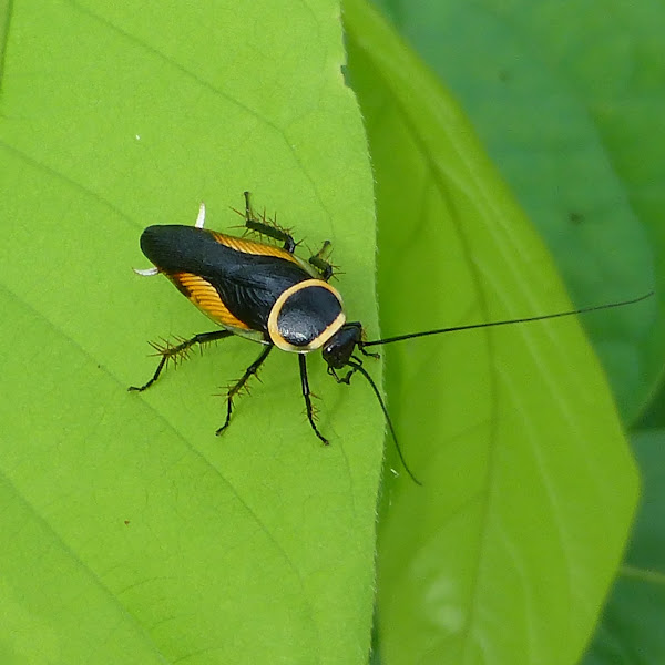 Gold Bordered Cockroach | Project Noah