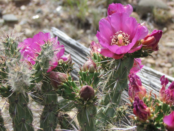 Walking Stick Cactus | Project Noah