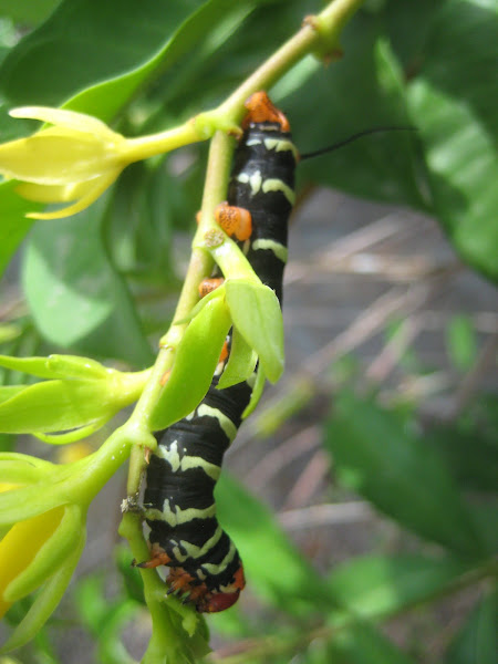 Tetrio Sphinx Moth Caterpillar | Project Noah