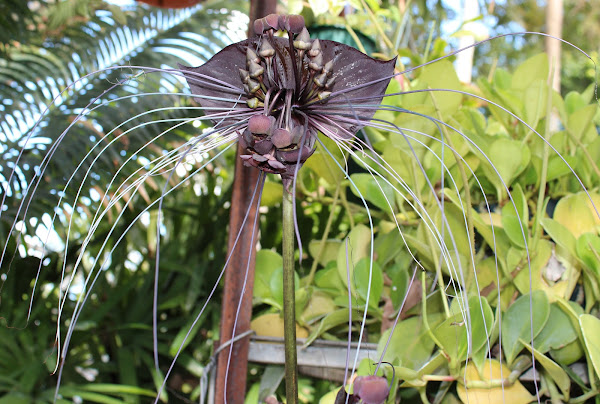 Black Bat Flower | Project Noah