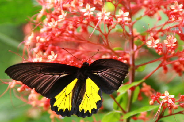 Southern Bird Wing (Male) | Project Noah