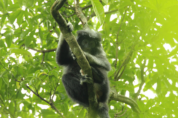 Javan Langur | Project Noah