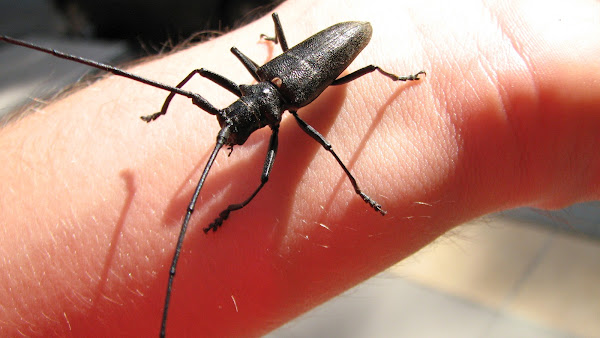 Sawyer beetle | Project Noah