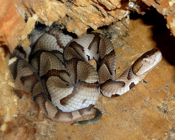 Southern Copperhead | Project Noah