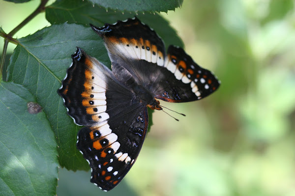 Morpho sp. Butter Fly | Project Noah