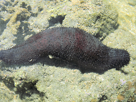 sea cucumber, trepang | Project Noah