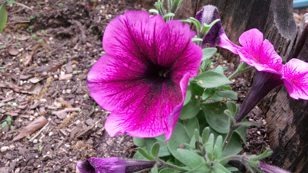 Pansy | Project Noah