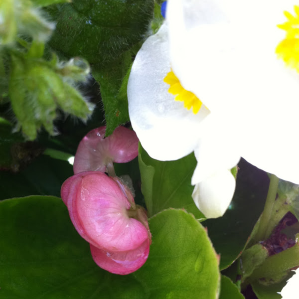 Begonia Party Series | Project Noah