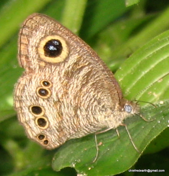 Common Five-ring | Project Noah