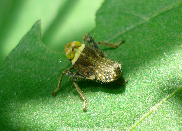 Plant hopper | Project Noah