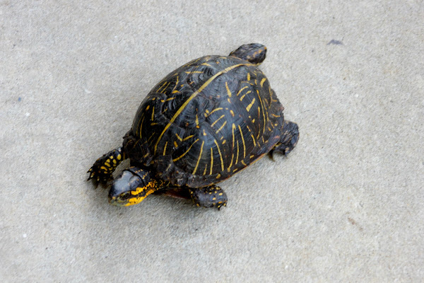 Florida Box Turtle | Project Noah