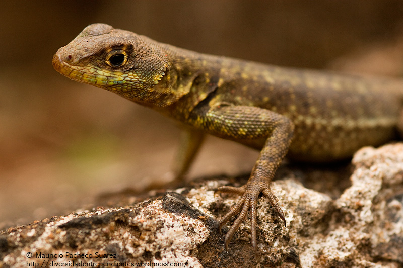 Lava lizard | Project Noah