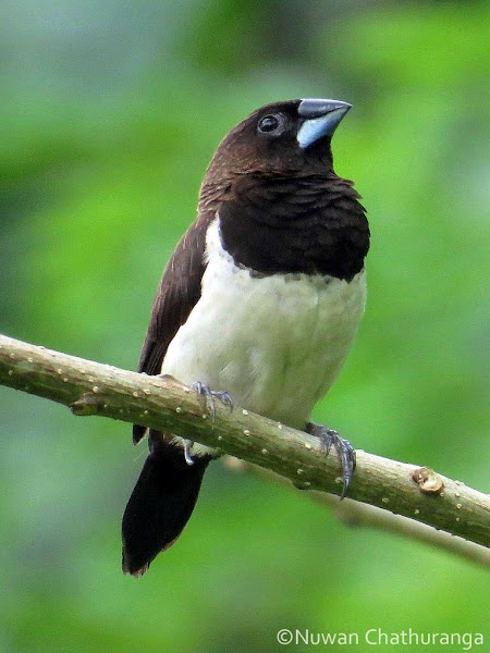 White-rumped Munia | Project Noah