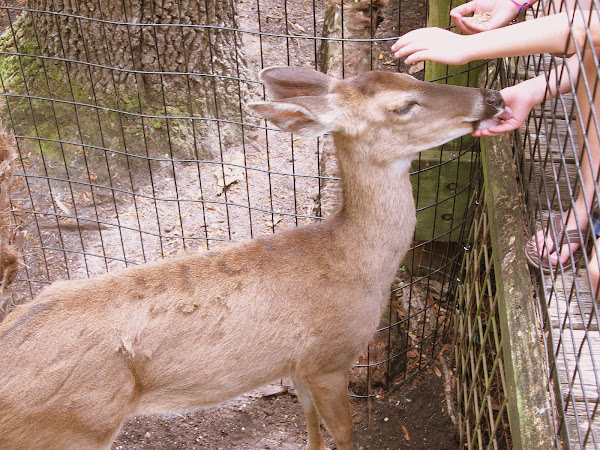 White-tailed Deer | Project Noah