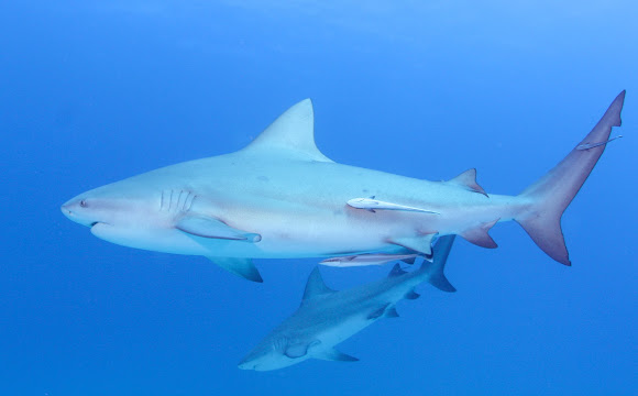 Bull Shark ( female ) | Project Noah