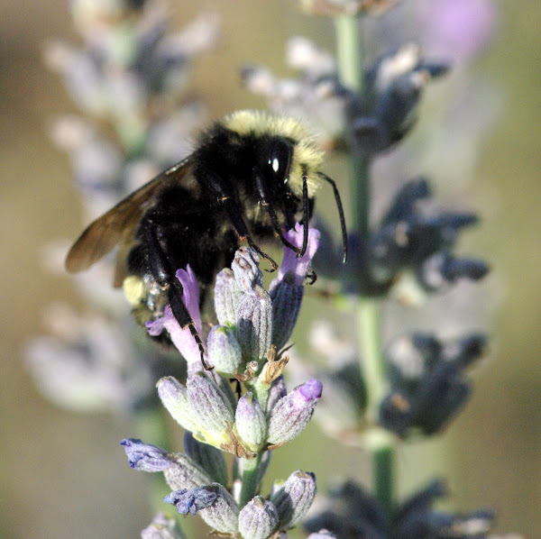 Bumblebee | Project Noah