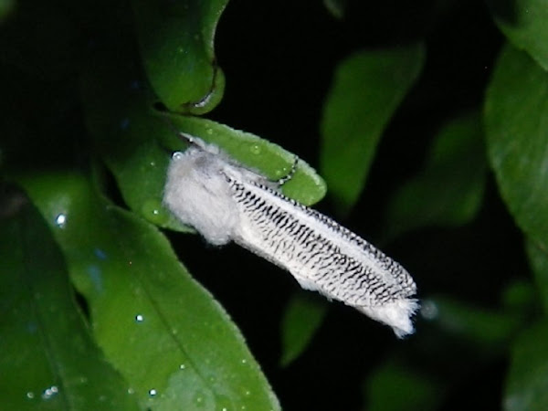 Goat Moth | Project Noah