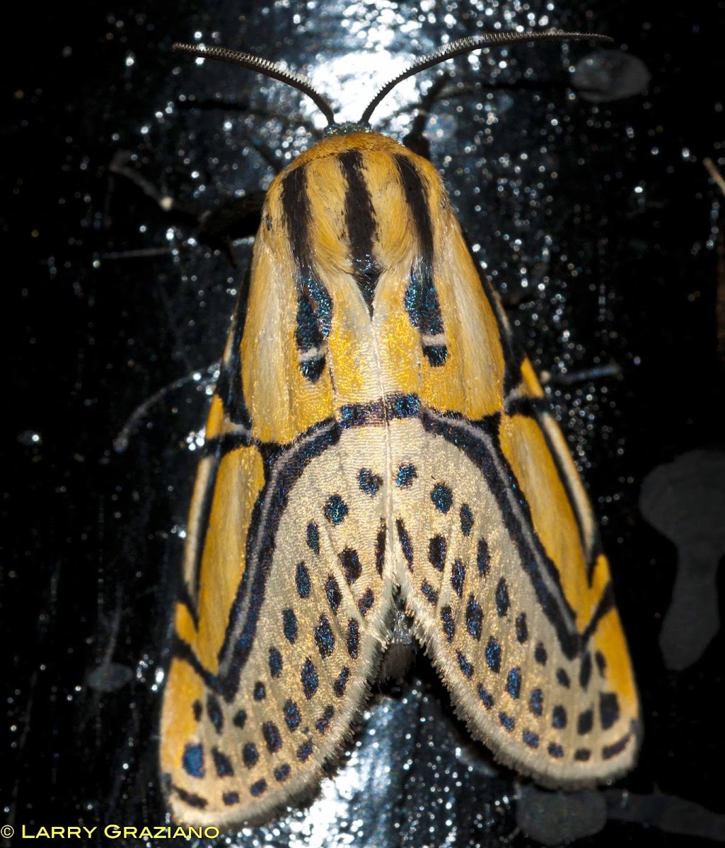 Hieroglyphic Moth | Project Noah