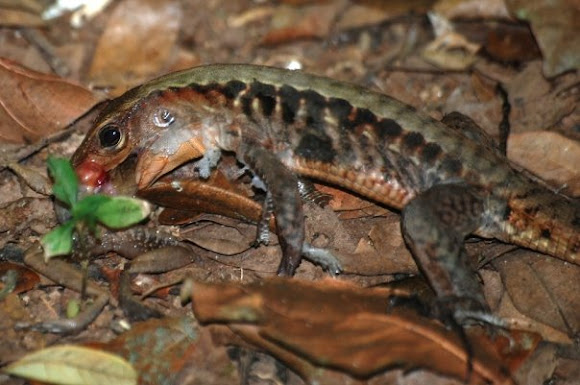 Lizard eating frog | Project Noah