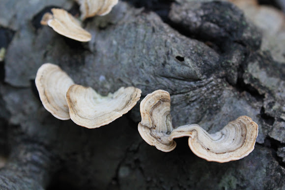 White-rot fungus | Project Noah