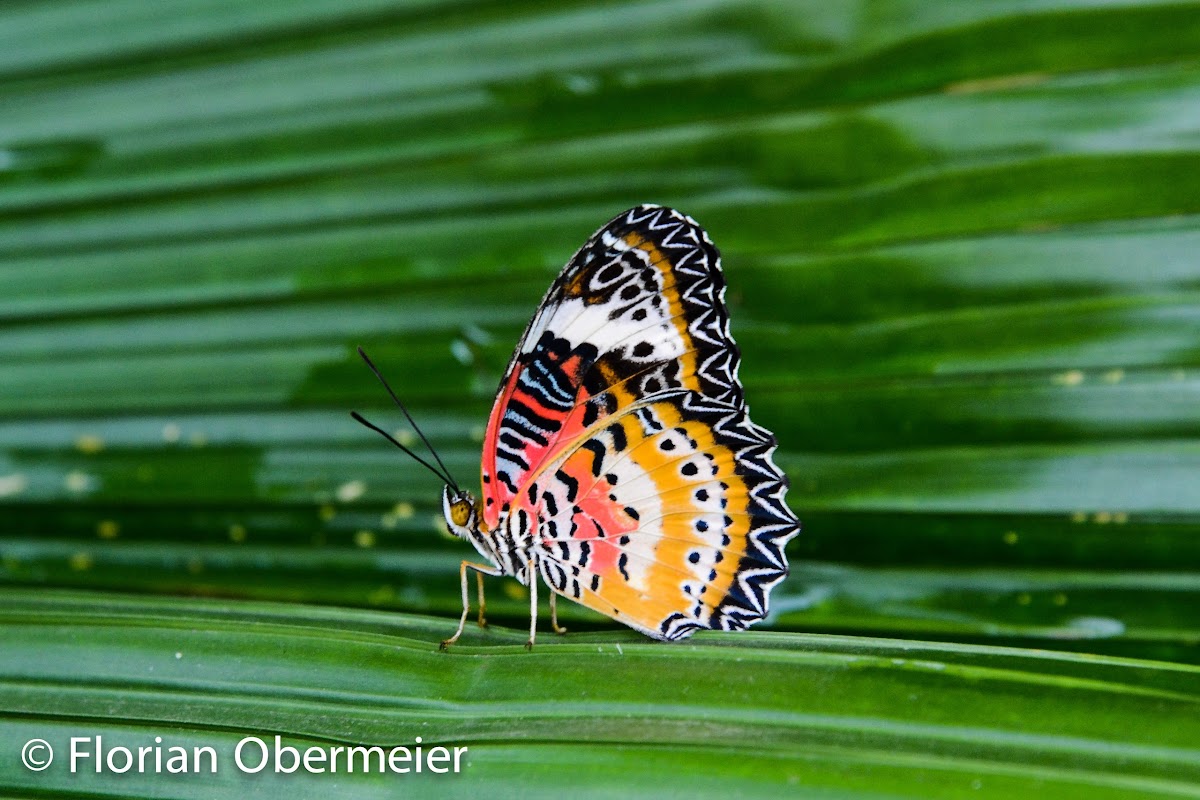 Leopard Lacewing | Project Noah