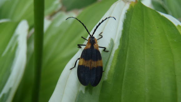 Net-winged Beetle | Project Noah