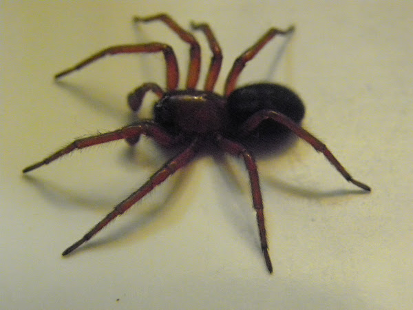 Male hacklemesh weaver | Project Noah