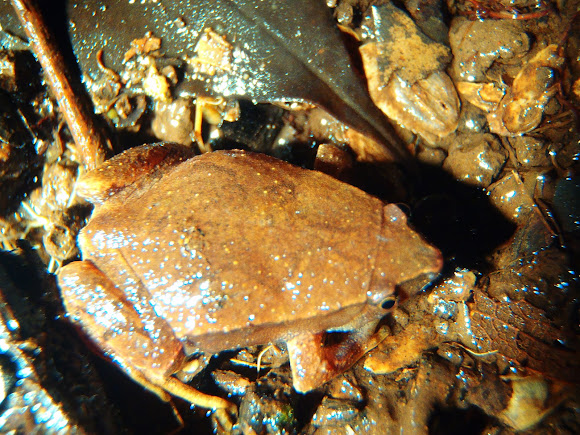 Sheep Frog | Project Noah