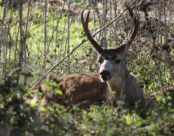 2 point Buck | Project Noah